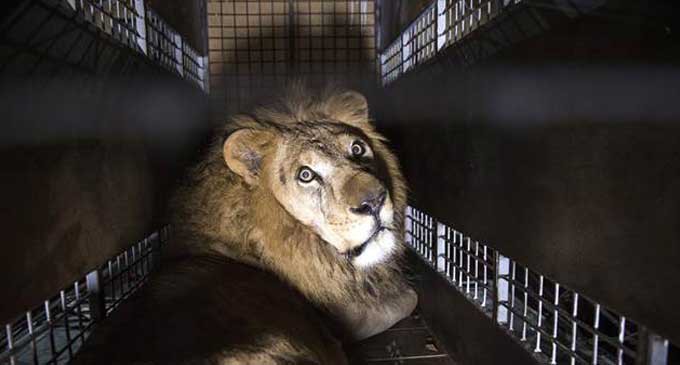 A Roaring Airlift