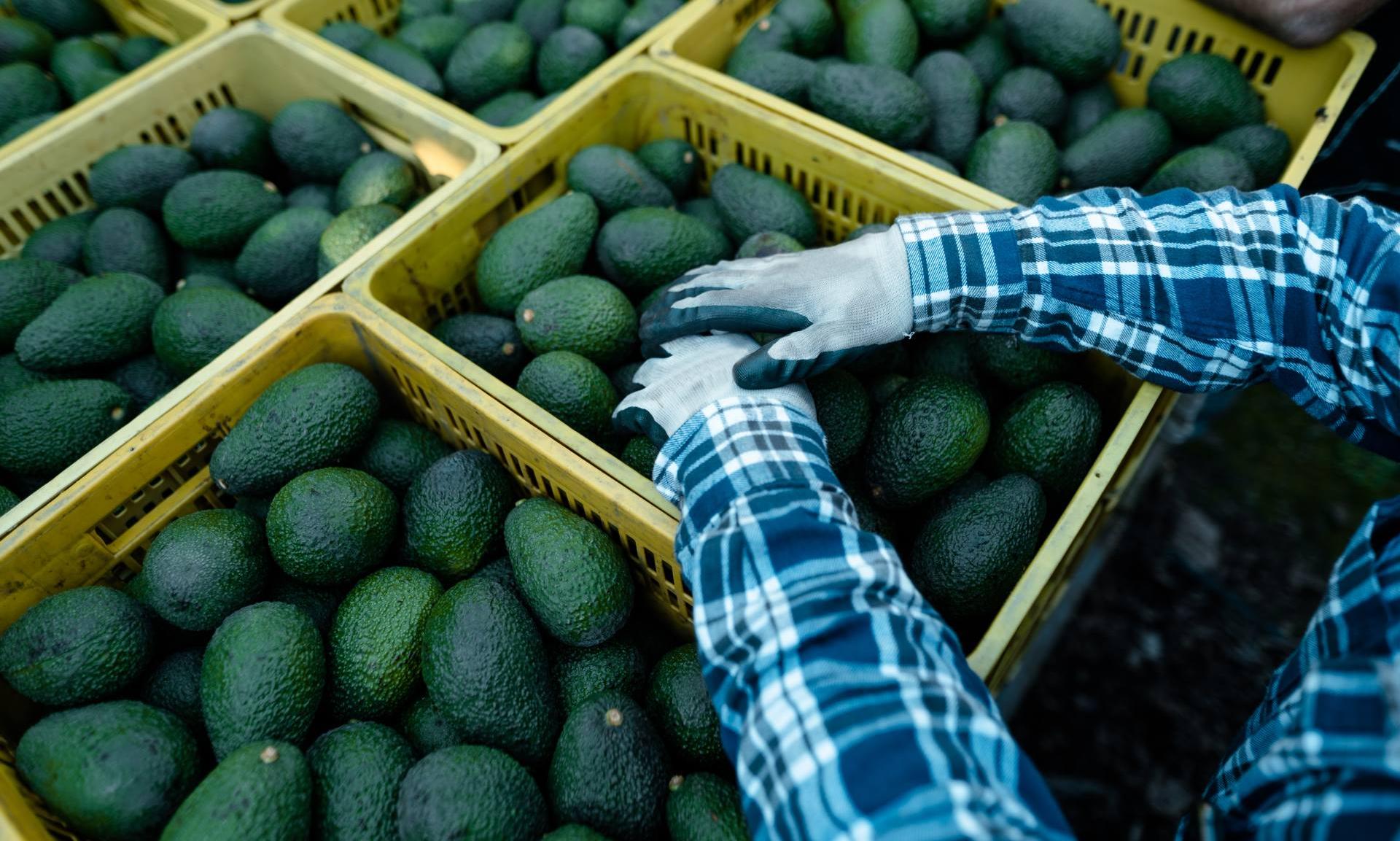 Fresh but fragile: African perishables need a logistics fix