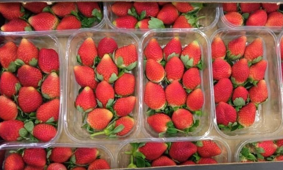 Egypt handled 230,000 tonnes of food exports in one week